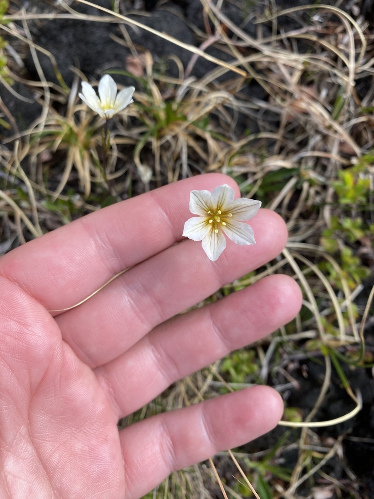 Snowdon Lily from White Mountains National Recreation Area, AK, US on ...