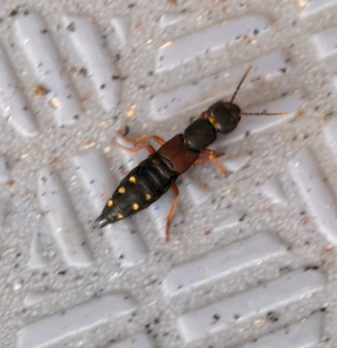 Staphylinus daimio · iNaturalist