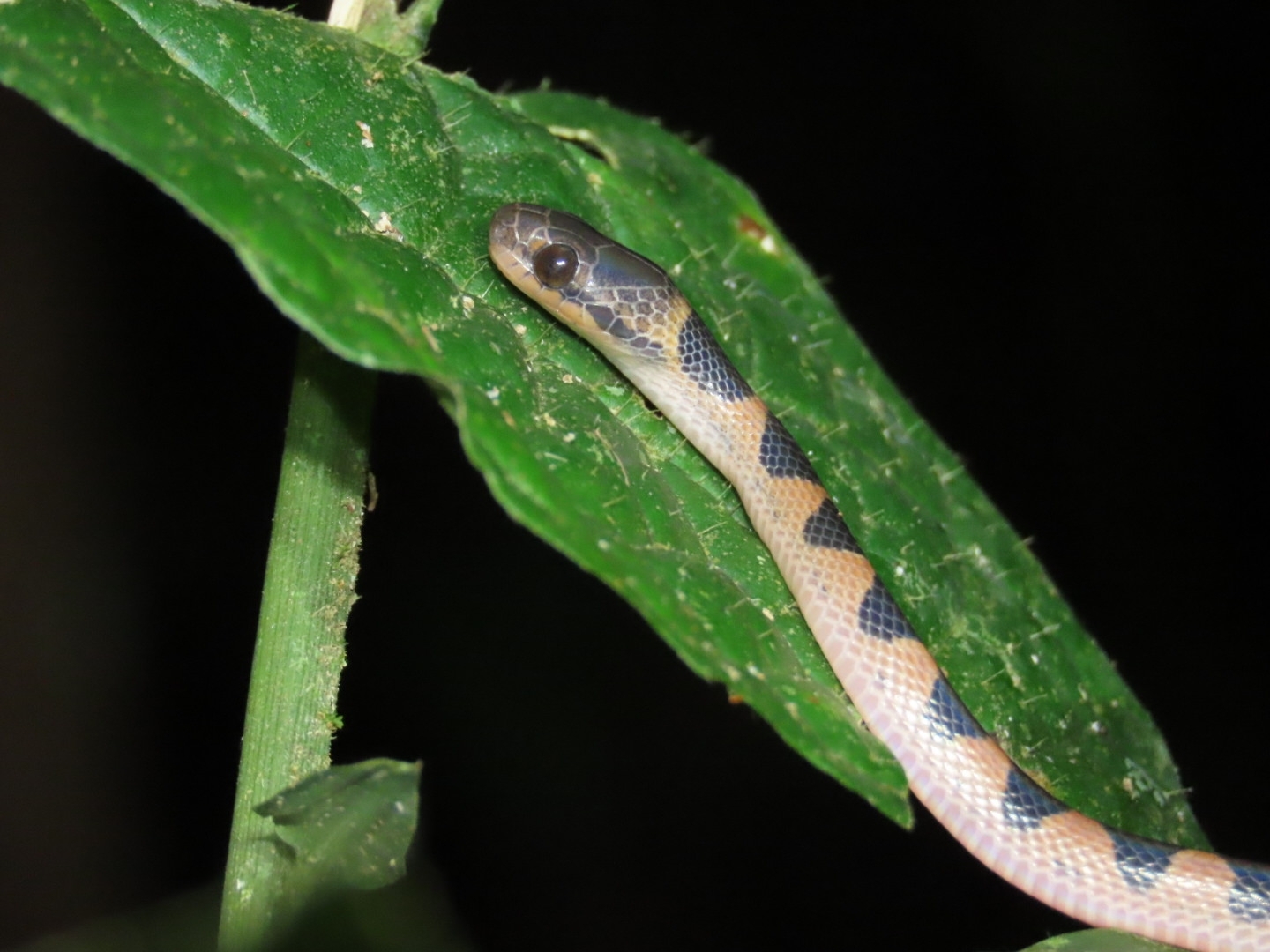 Leptodeira annulata (Linnaeus, 1758)