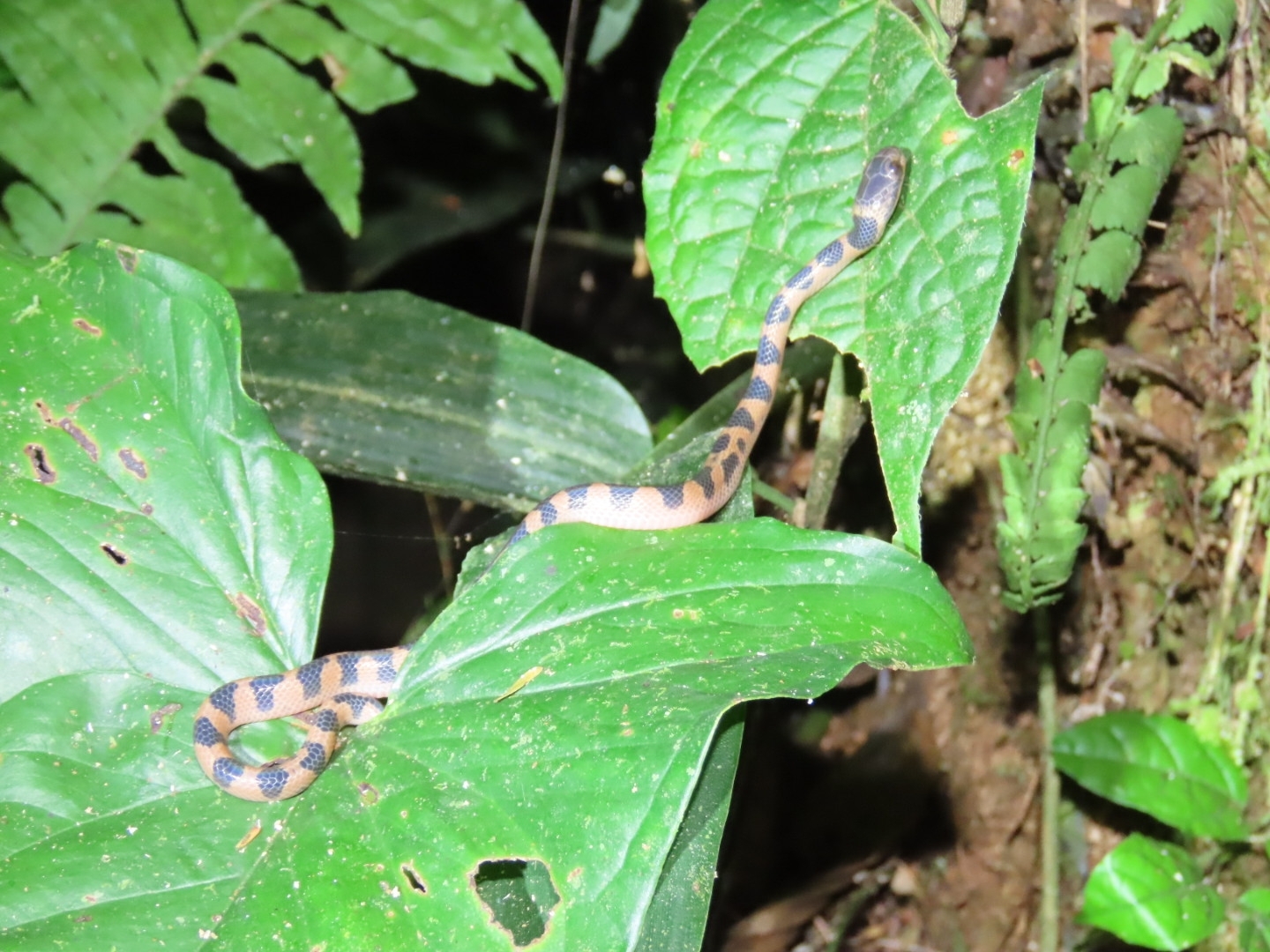 Leptodeira annulata (Linnaeus, 1758)