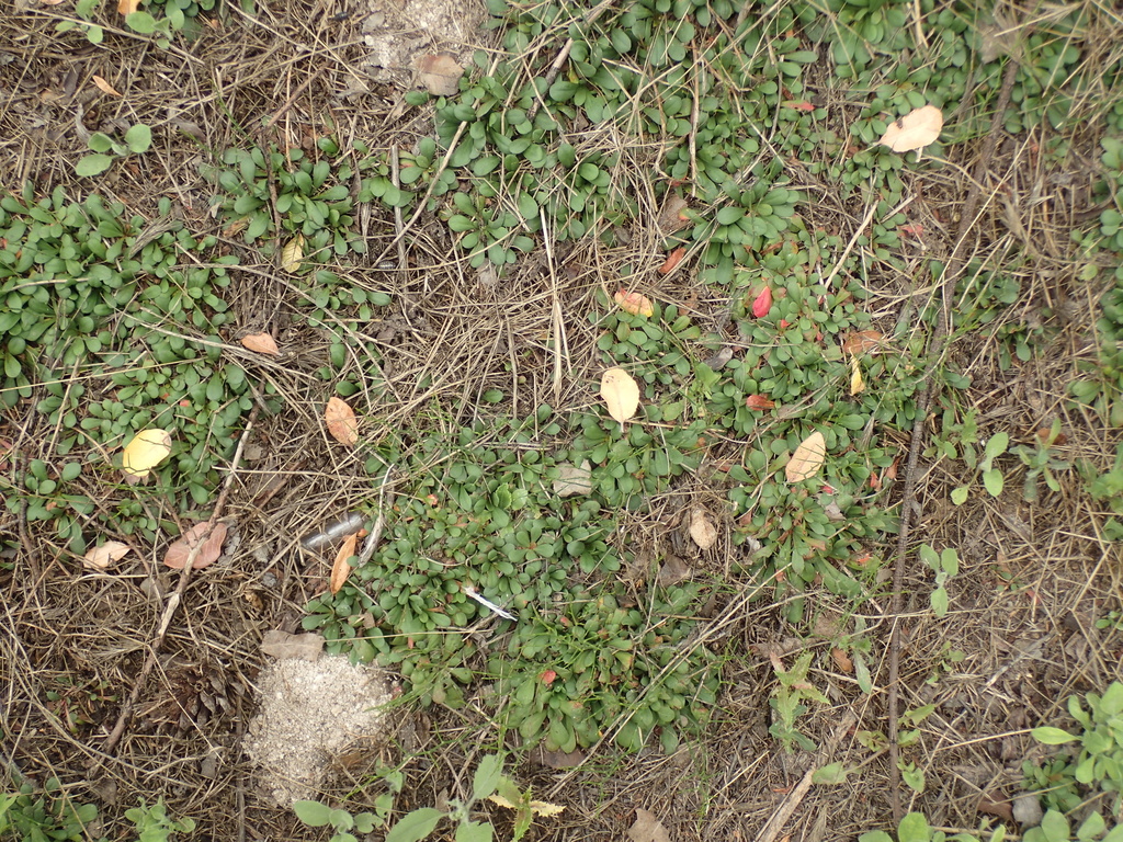 European sea lavender from Whiting Ranch Wilderness Park, Lake Forest ...