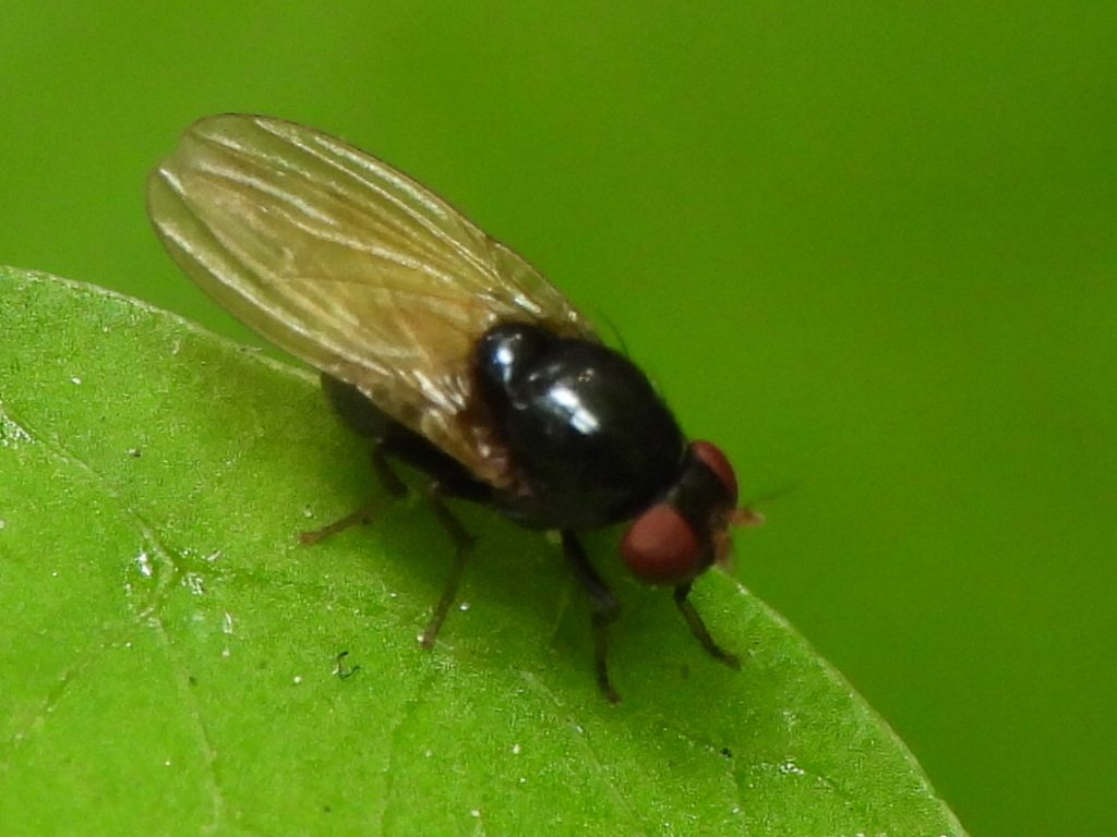 Xenochaetina from Brightwood, Washington, DC, USA on June 8, 2023 at 08 ...