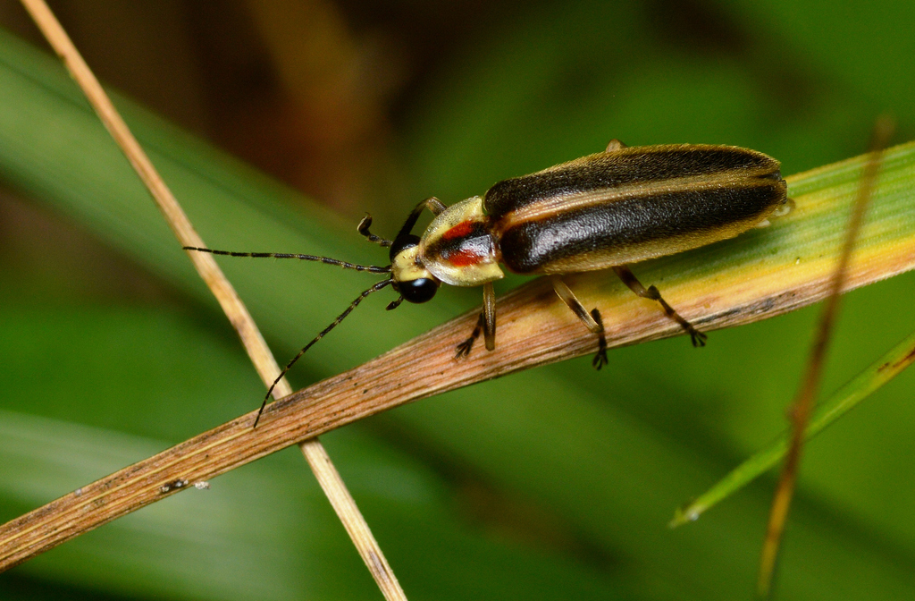 Christmas lights firefly from Rural Hall, NC, USA on June 5, 2023 at 09 ...