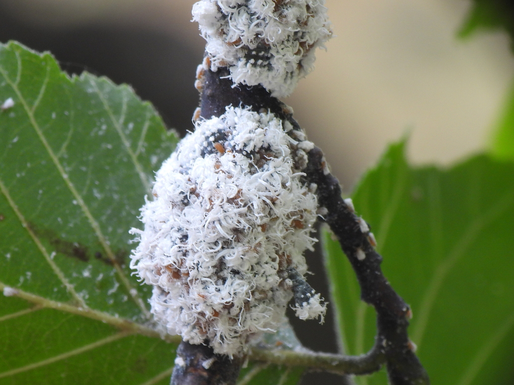 Woolly Alder Aphid from Northwest Washington, Washington, DC, USA on ...