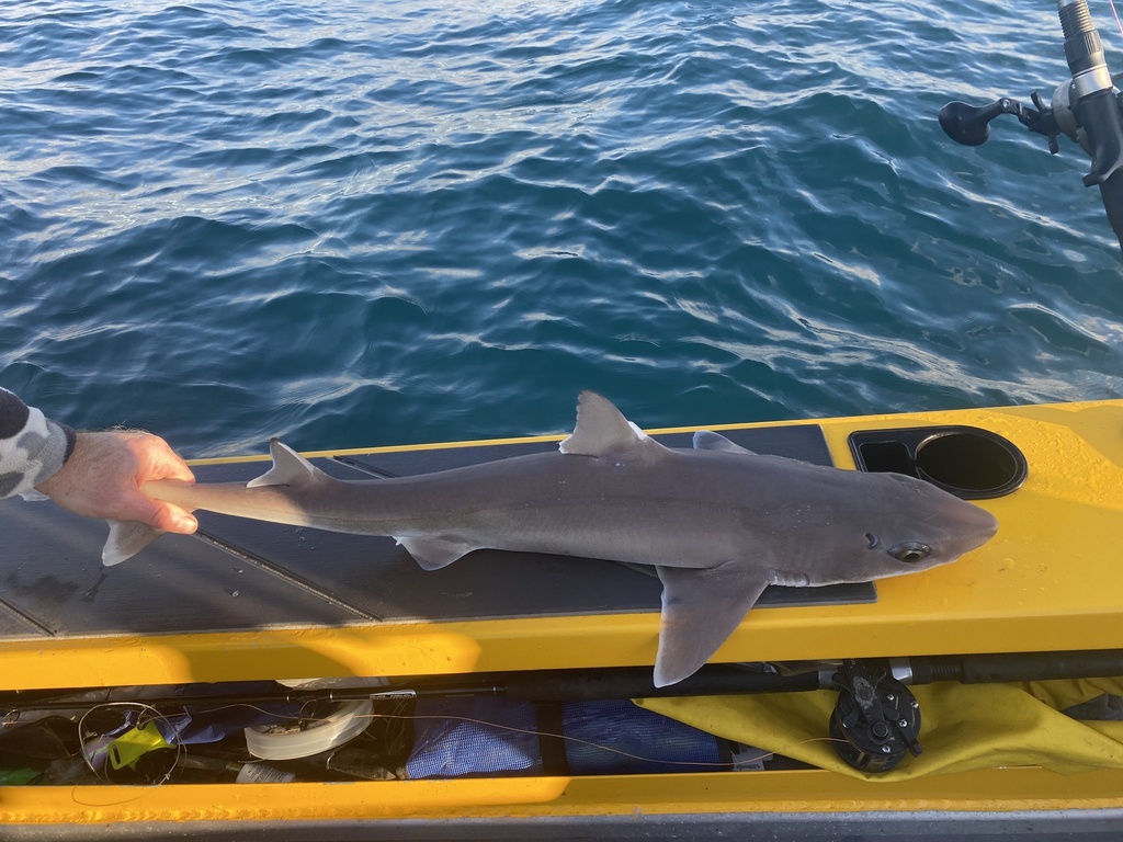 Spurdogs (Squalus) - Marine Life Identification