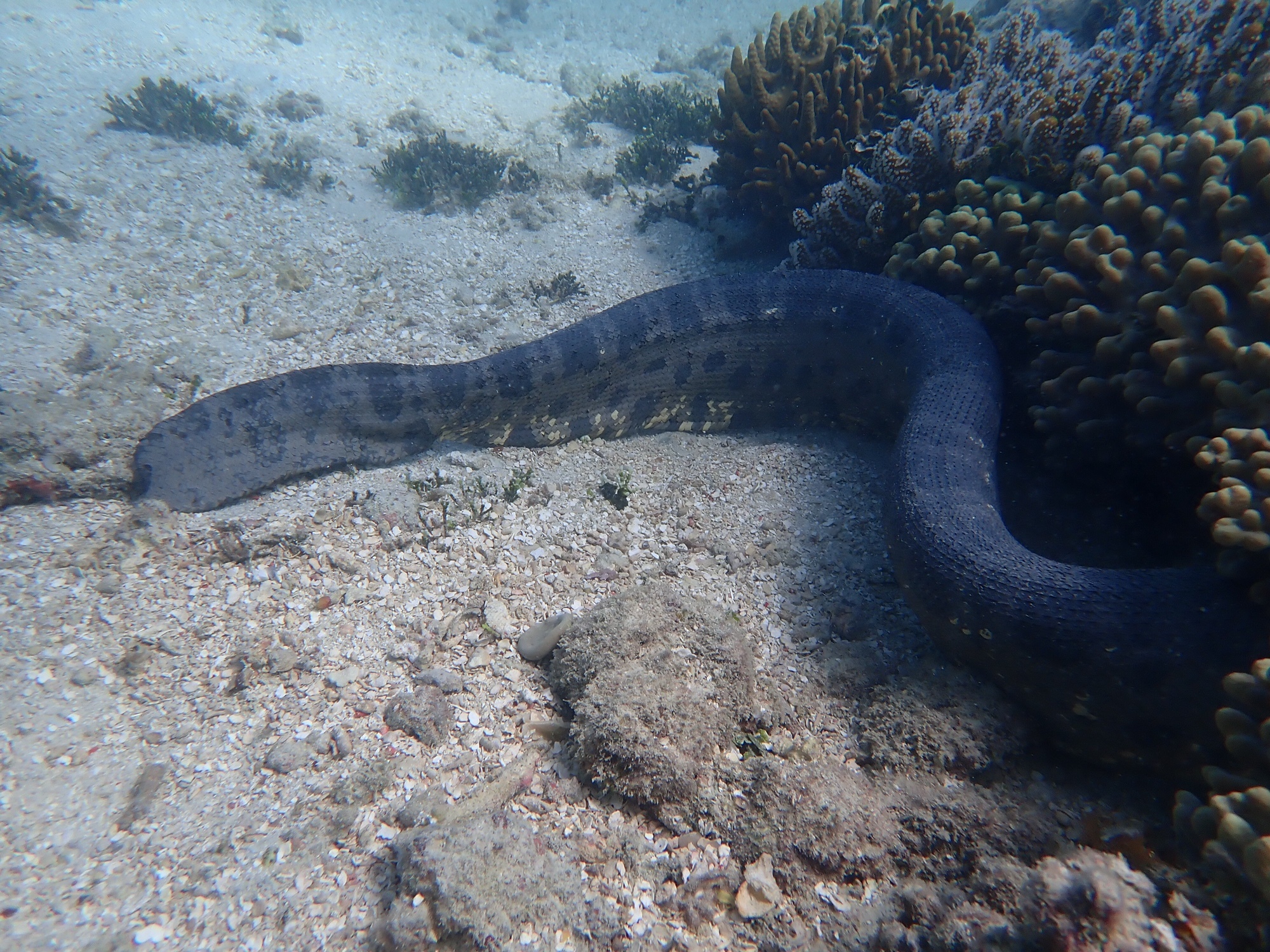 Serpiente Marina De Stokes