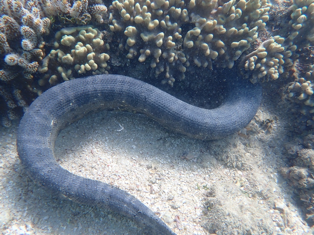 Stokes' Sea Snake (Hydrophis stokesii) - Snakes and Lizards