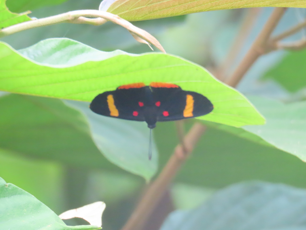Melanis electron melantho from Puntarenas Province, Costa Rica on ...