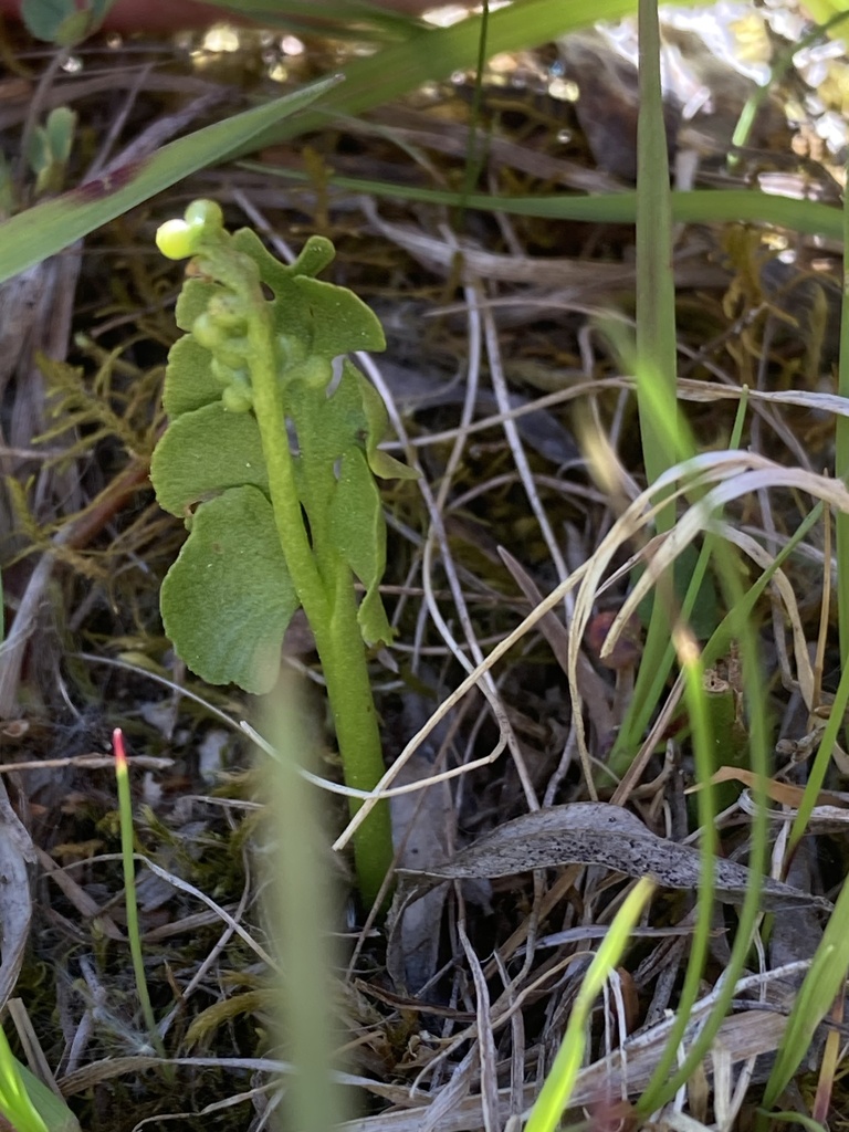 common moonwort from Гатчинский район, Ленинградская область, RU on ...