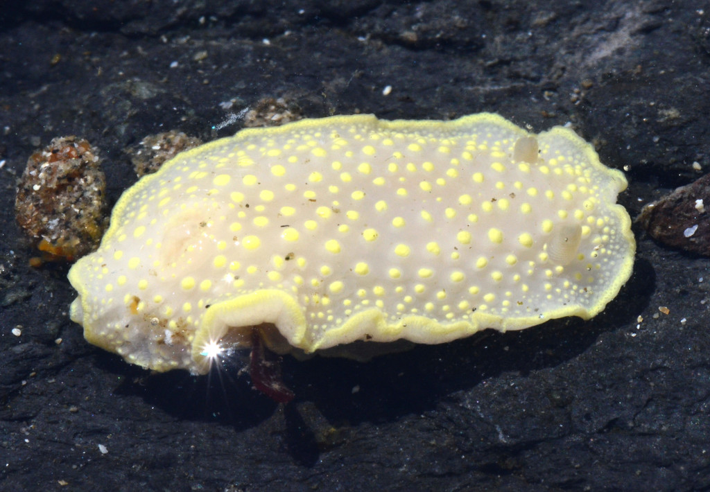 Yellow-edged Cadlina (Fitzgerald Marine Reserve-White nudibranchs ...