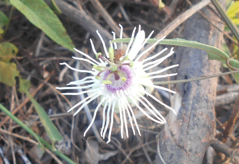 (Passiflora dispar) - Botanical Realm