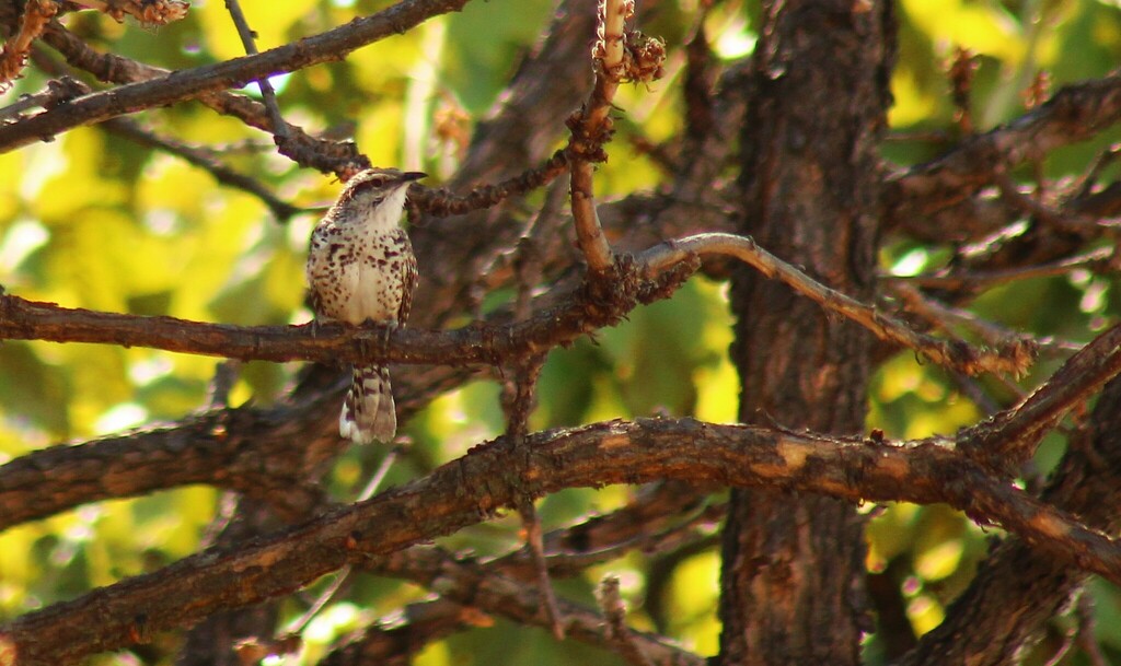 Spotted Wren from El Palomar, Palomar, Jal., México on June 11, 2023 at ...