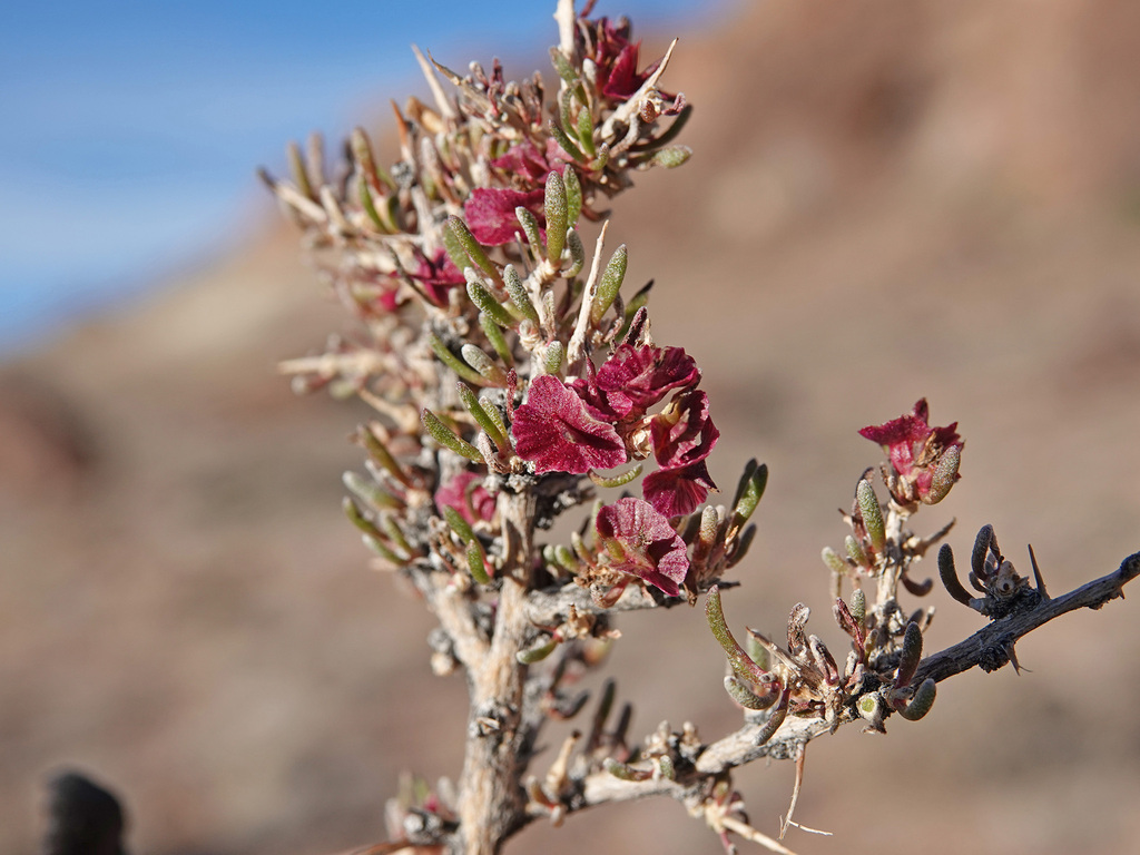 Greasewood Family (Sarcobataceae) - Botanical Realm
