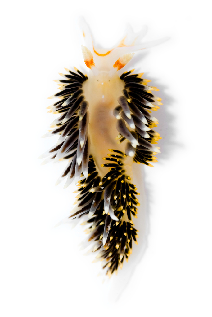 Hilton's Aeolid (Fitzgerald Marine Reserve-Aeolid nudibranchs ...
