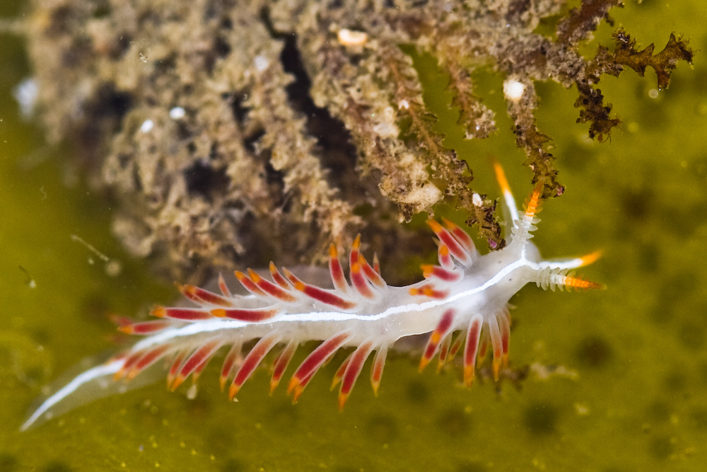 Three-lined Aeolid (Fitzgerald Marine Reserve-Aeolid nudibranchs ...