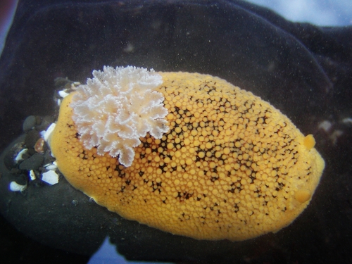 Sea Lemon (Fitzgerald Marine Reserve-Yellow nudibranchs) · iNaturalist