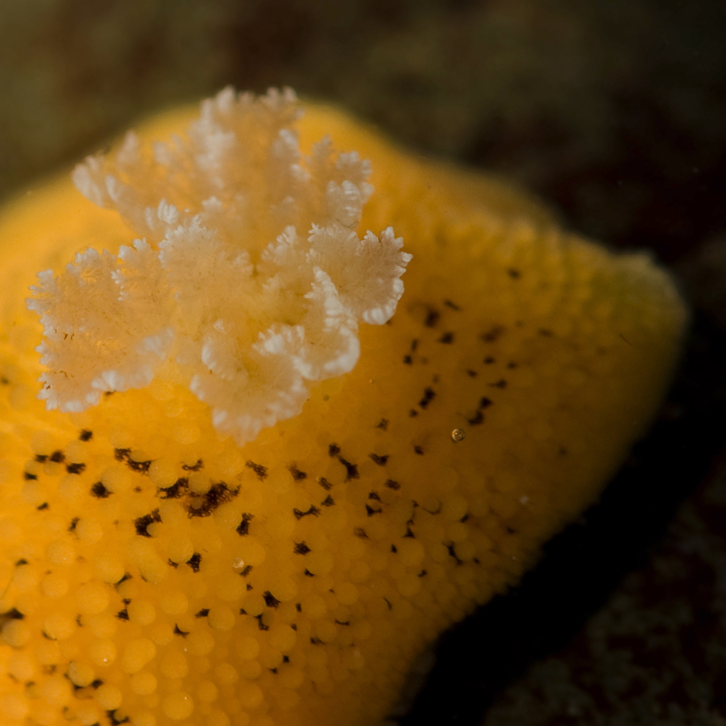 Sea Lemon (Fitzgerald Marine Reserve-Yellow nudibranchs) · iNaturalist