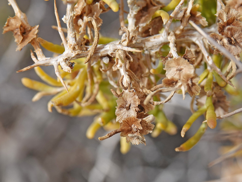 Greasewood Family (Sarcobataceae) - Botanical Realm