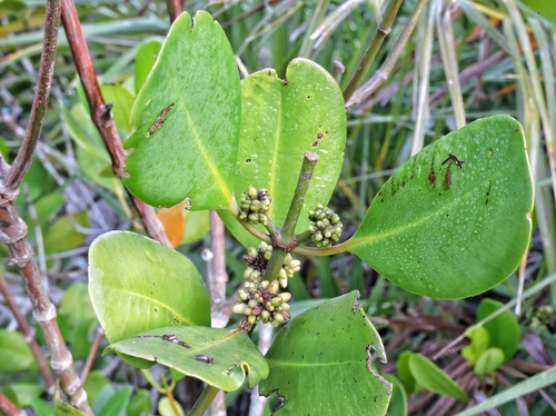 flat-leaved spurred mangrove (Ceriops decandra) · iNaturalist