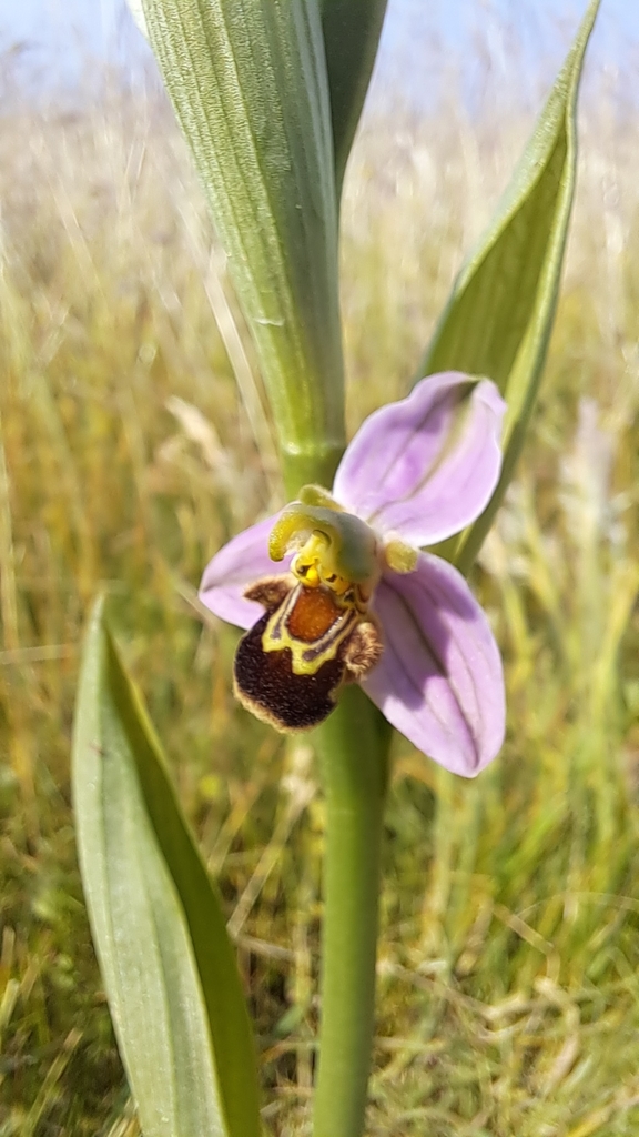 Bee Orchid from Crossgates Farm, Glossop SK13 1HP, UK on June 11, 2023 ...