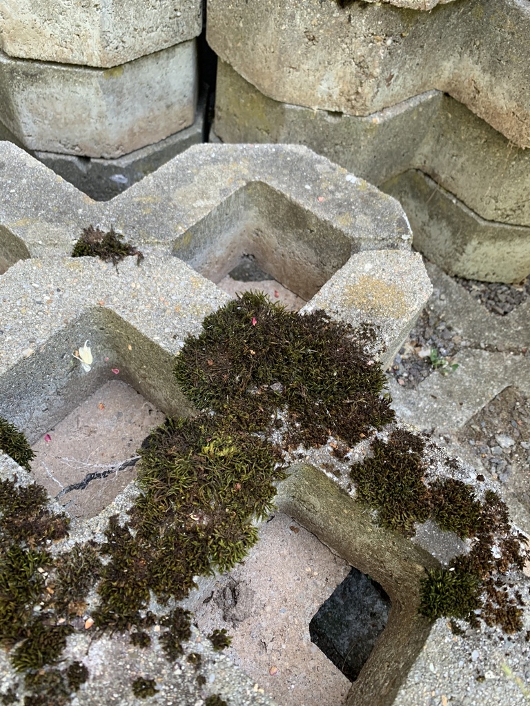 Anomalous Bristle-moss from Lessingstraße, Geithain, Sachsen, DE on ...