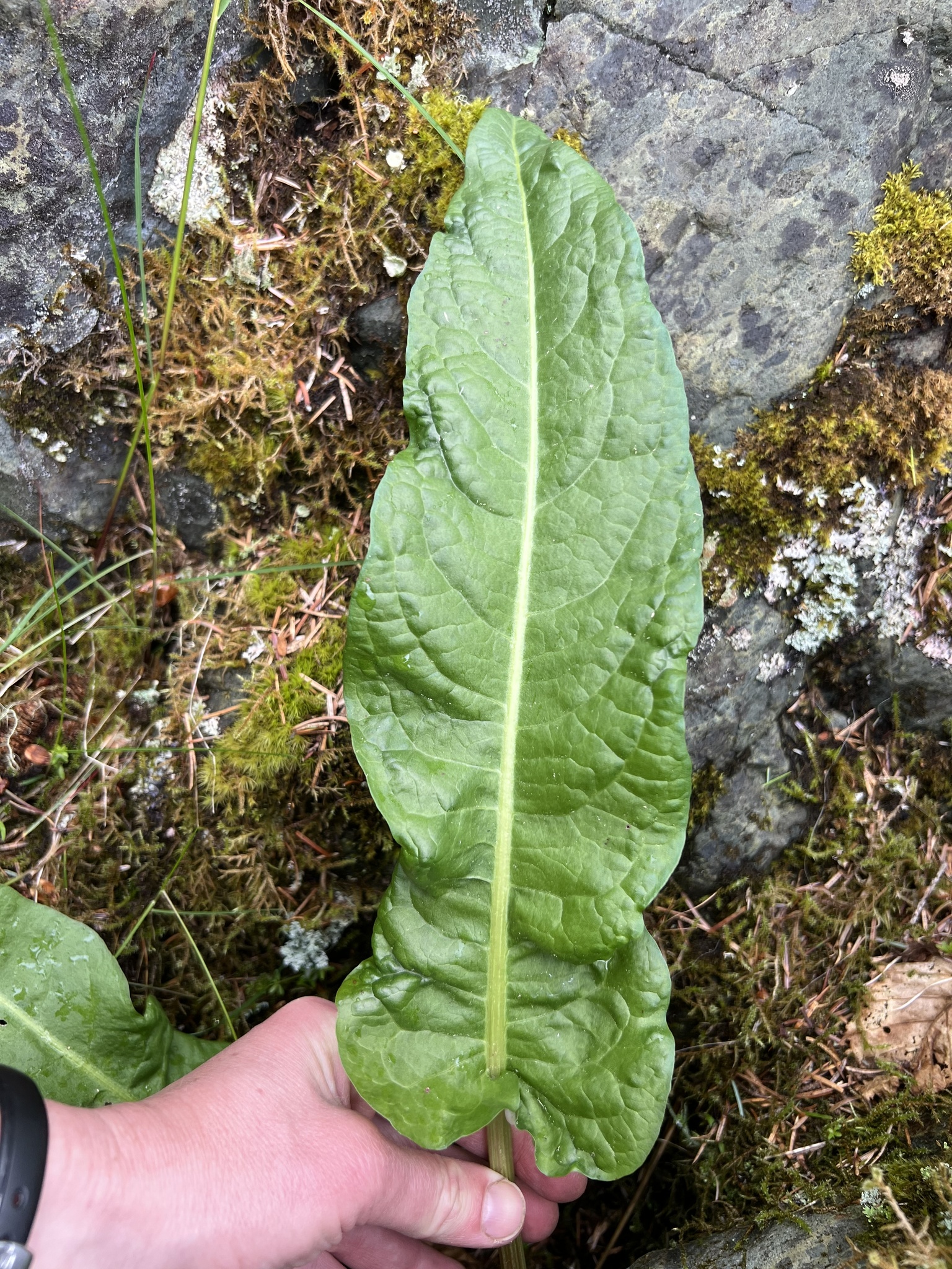 Rumex occidentalis (Michx.) S.Watson