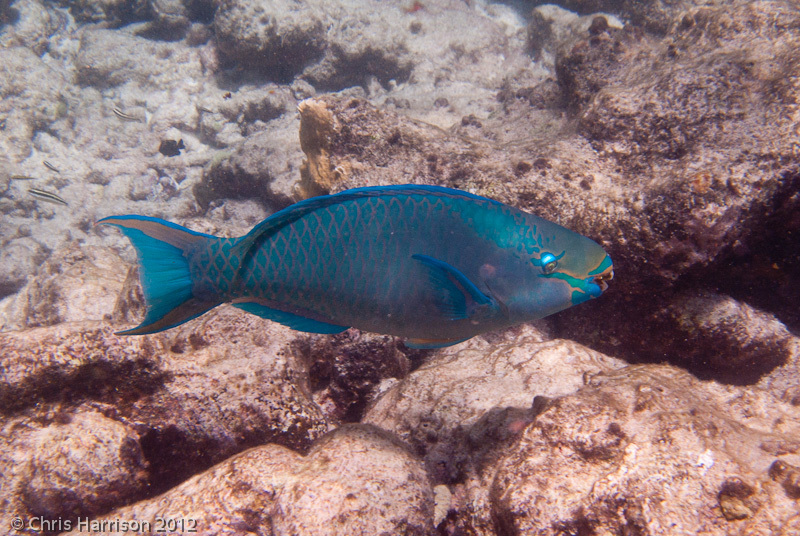 Queen Parrotfish