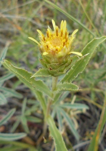 Large-flower Goldenweed (Pyrrocoma carthamoides) · iNaturalist