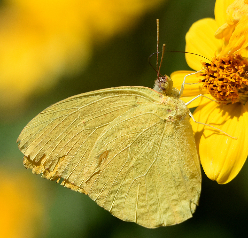 Large Orange Sulphur (Butterflies of San Diego County) · iNaturalist