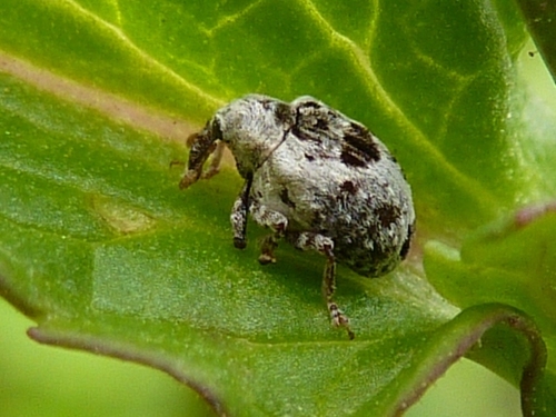 Cionus alauda · iNaturalist