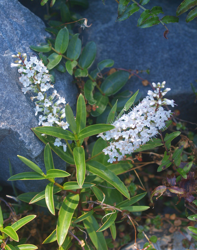 Variety Veronica stricta lata · iNaturalist