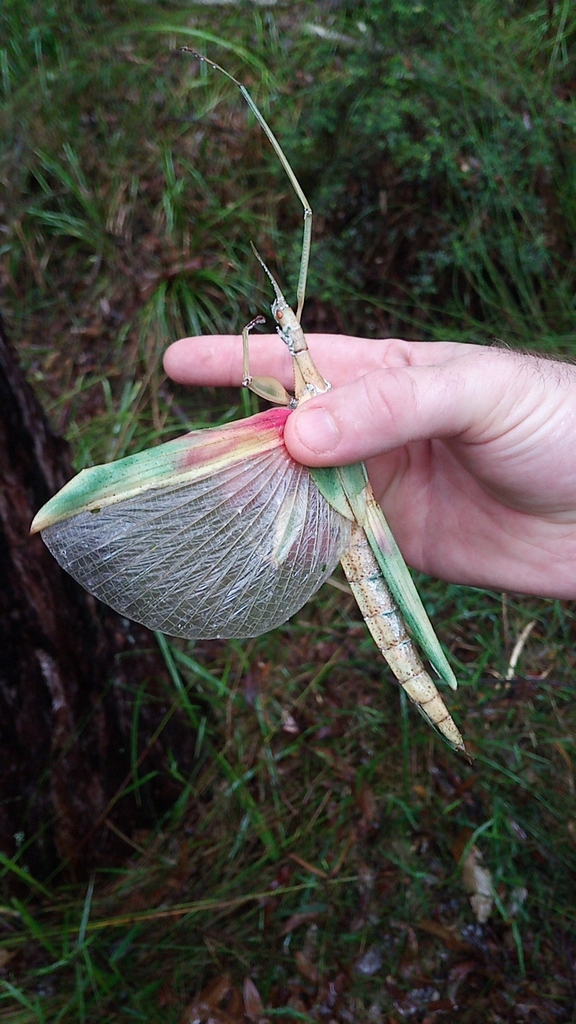 Children’s Stick Insect from Ringtail Creek QLD 4565, Australia on June ...