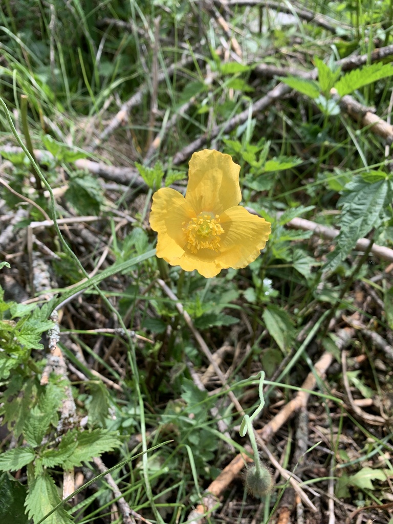 Ice Poppy from Chui, KG-CU, KG on June 11, 2023 at 10:53 AM by mekushka ...