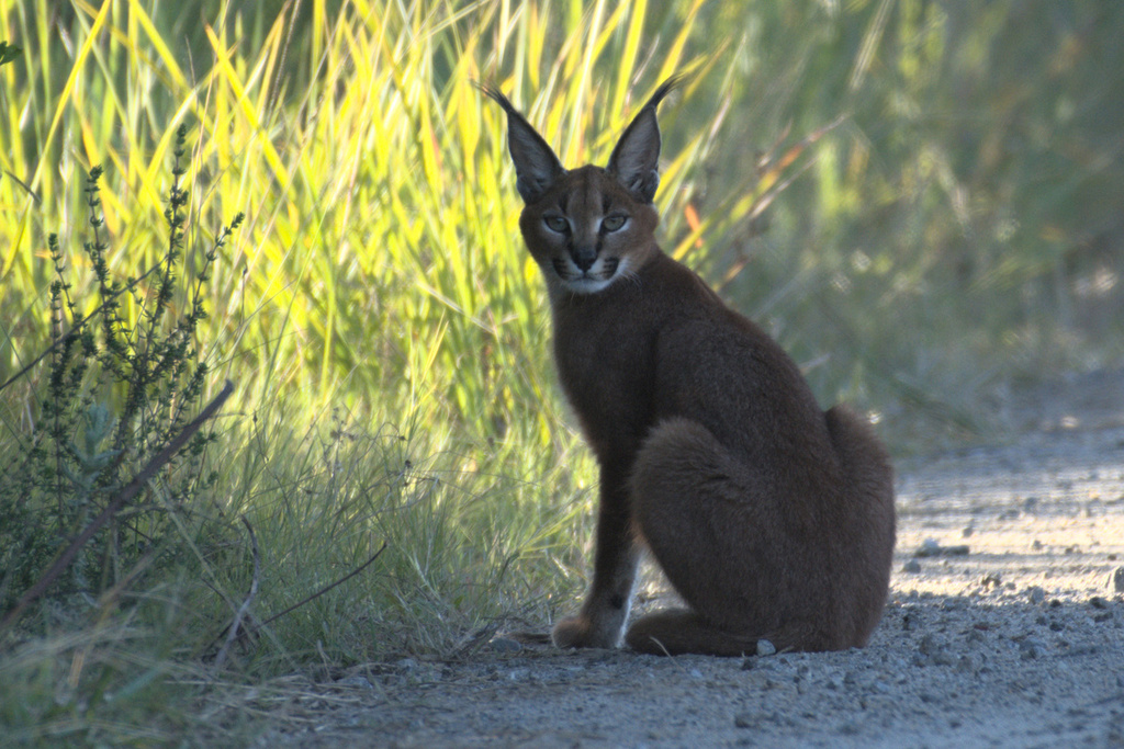 Southern and Eastern African Caracal from Rondevlei, Wilderness ...