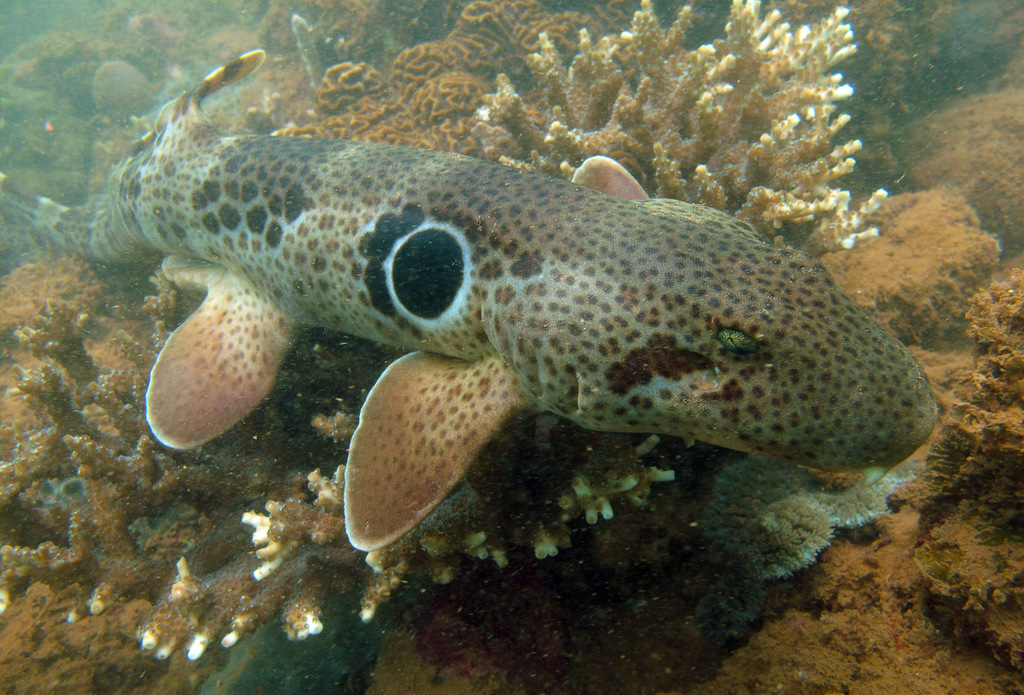 Speckled Carpetshark (Hemiscyllium trispeculare) - Marine Life ...