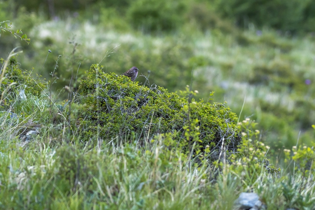 Chinese Beautiful Rosefinch from Beijing, Beijing, CN on June 11, 2023 ...