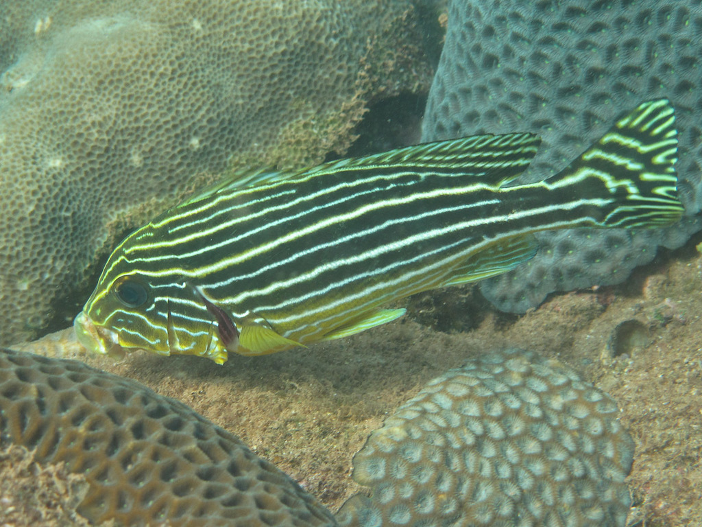 Blue Bastard (Plectorhinchus caeruleonothus) - Marine Life Identification