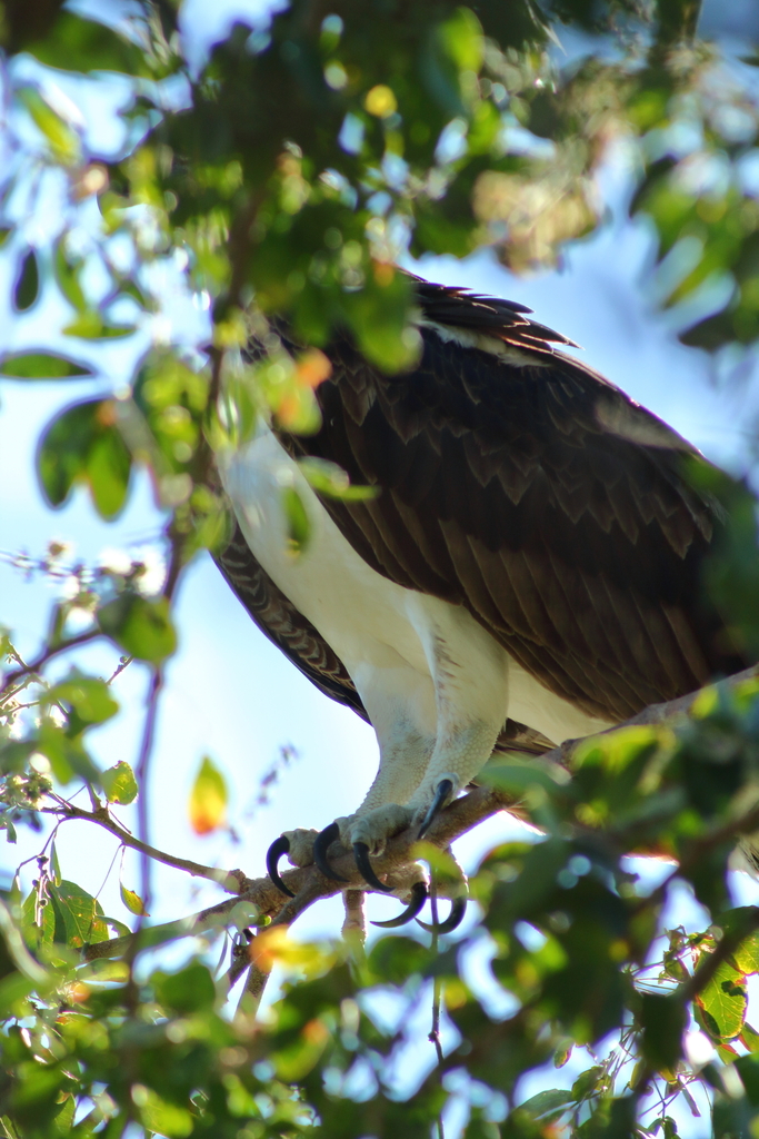 Osprey from Los Cabos, B.C.S., México on January 5, 2023 at 10:13 AM by ...