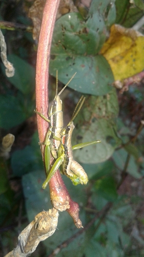 Short Horned Gaudy Grasshopper (Neorthacris simulans) · iNaturalist