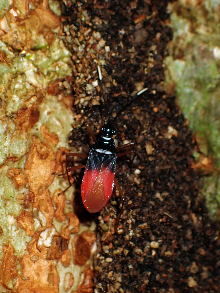 Dindymus albicornis from Lubok Antu, Sarawak, Malaysia on May 13, 2023 ...