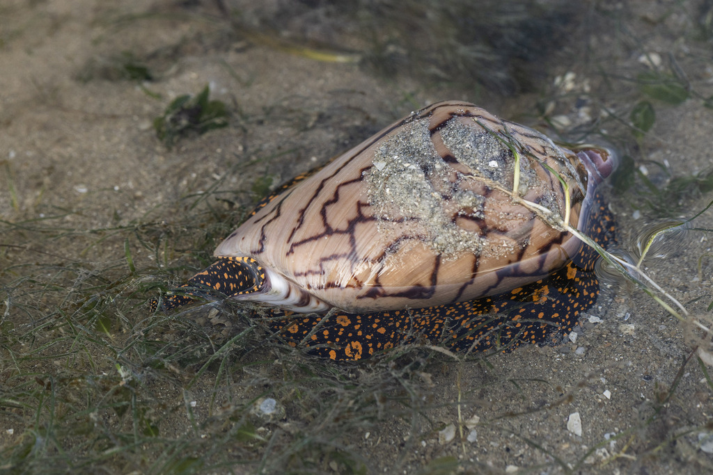 Noble Volute from Changi, Singapore on June 8, 2023 at 08:07 AM by ...
