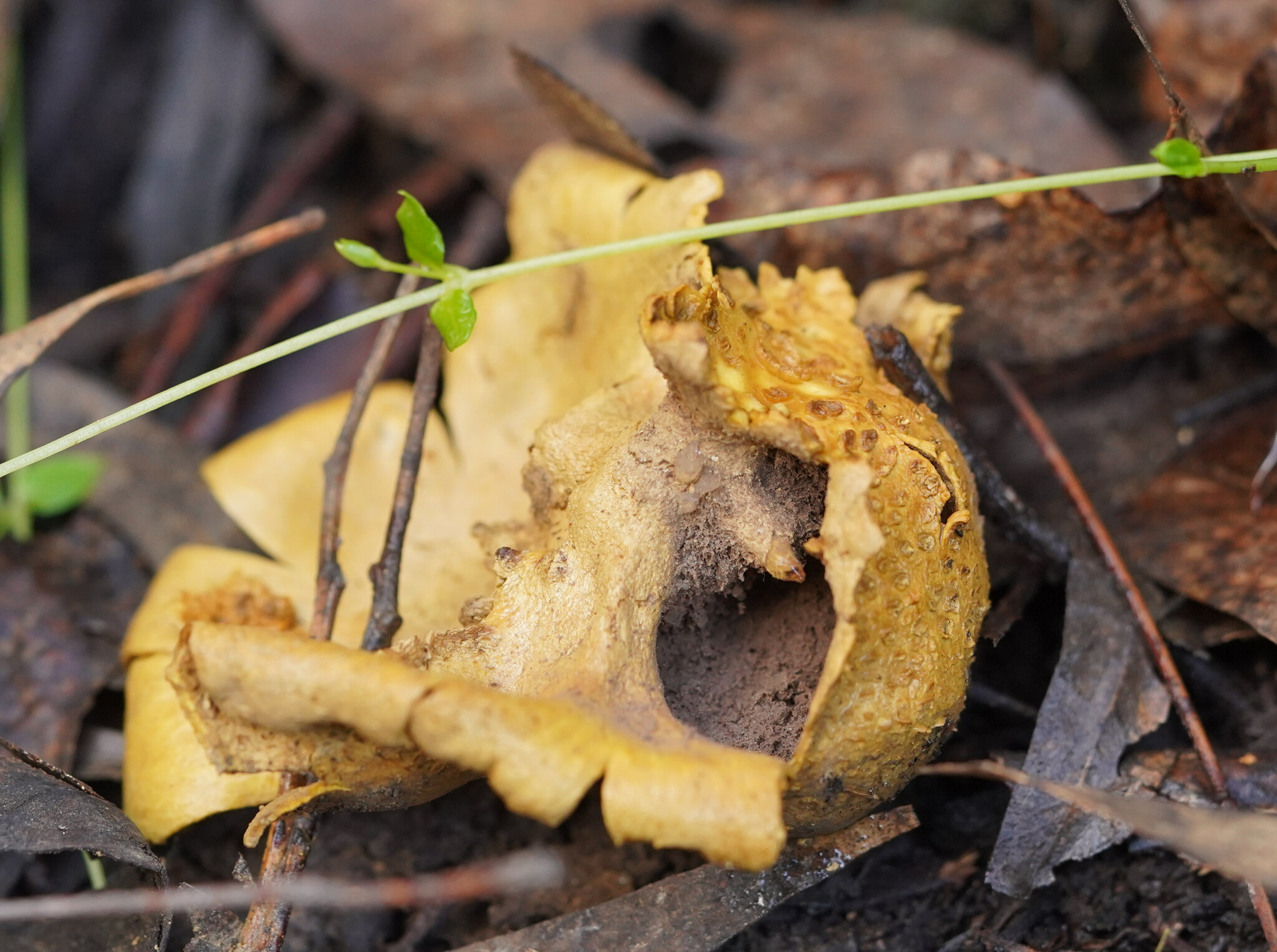 Scleroderma cepa Pers.