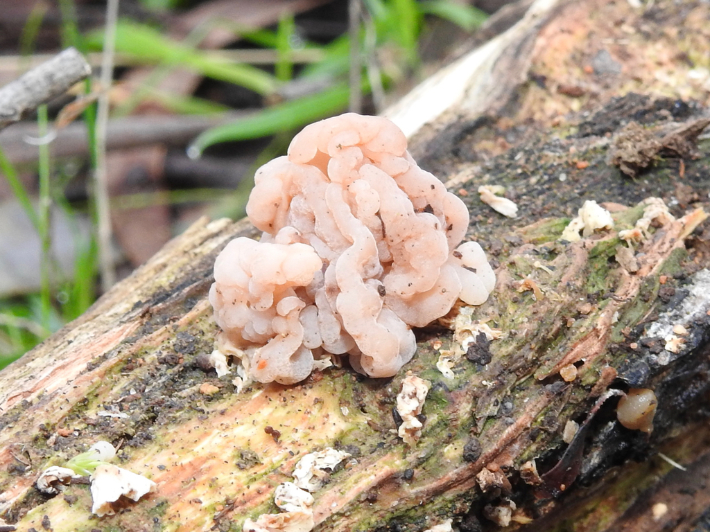 Conifer Brain from Boho South VIC 3669, Australia on June 12, 2023 at ...