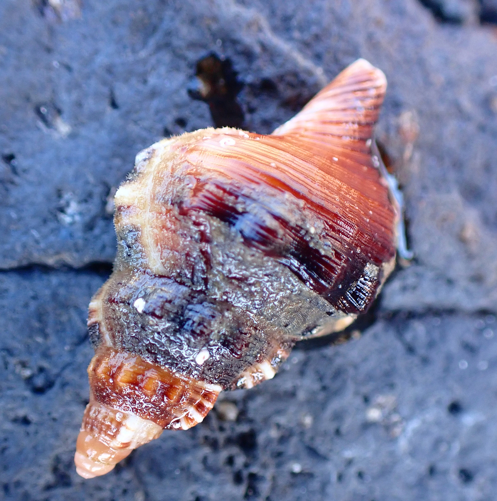 Ranella australasia from Burleigh Heads National Park QLD, Australia on ...