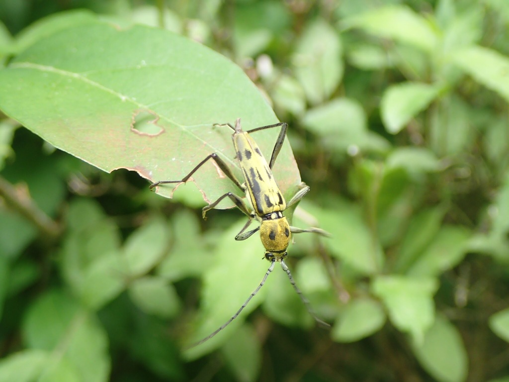 Demonax notabilis in June 2017 by renshuchu · iNaturalist