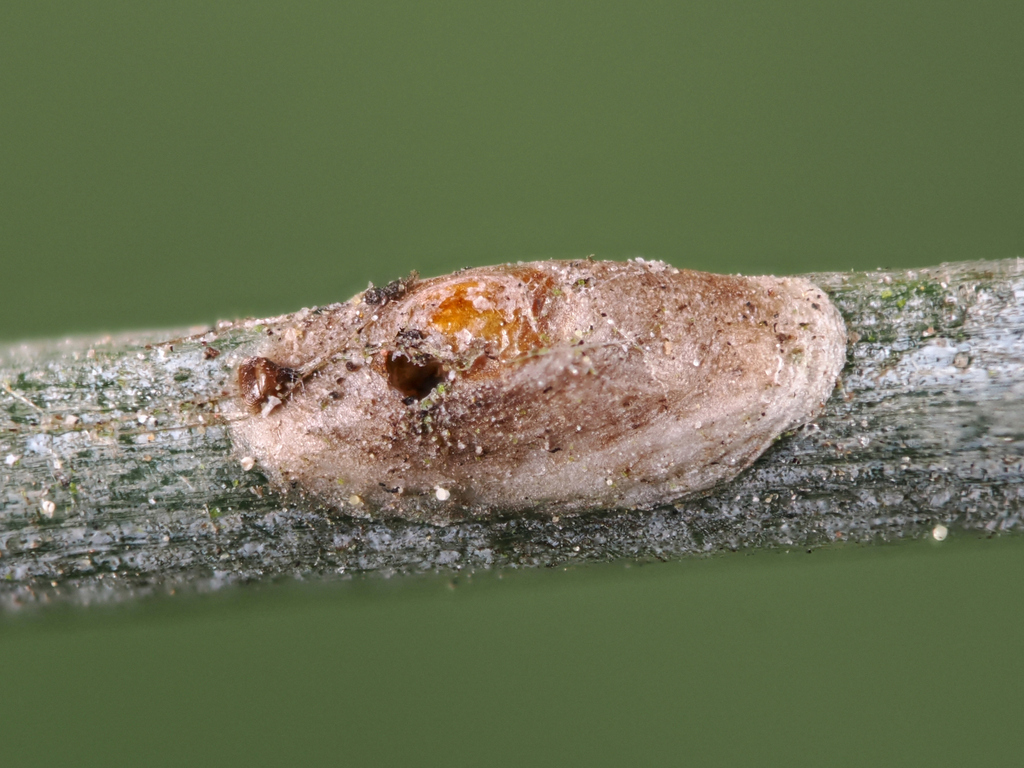 Regius Scales from Jambes, 5100 Namur, Belgique on June 3, 2023 at 11: ...