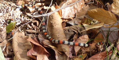 Venezuelan Coralsnake (Micrurus isozonus) - Snakes and Lizards