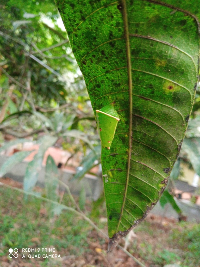 Common Baron from Kozhikode on April 6, 2021 at 05:54 PM by natures_kid ...