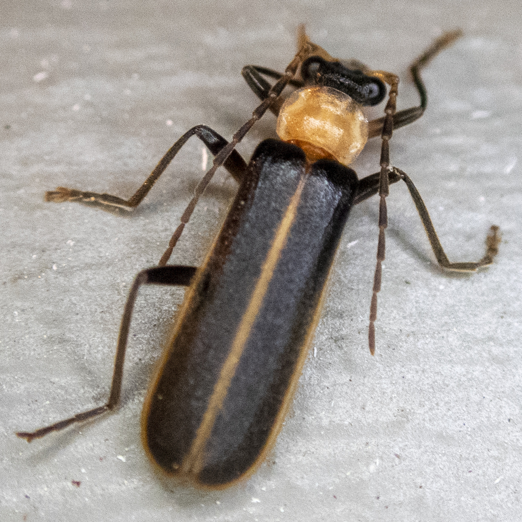 Yellow-necked Soldier Beetle from Shepard Settlement, Onondaga County ...
