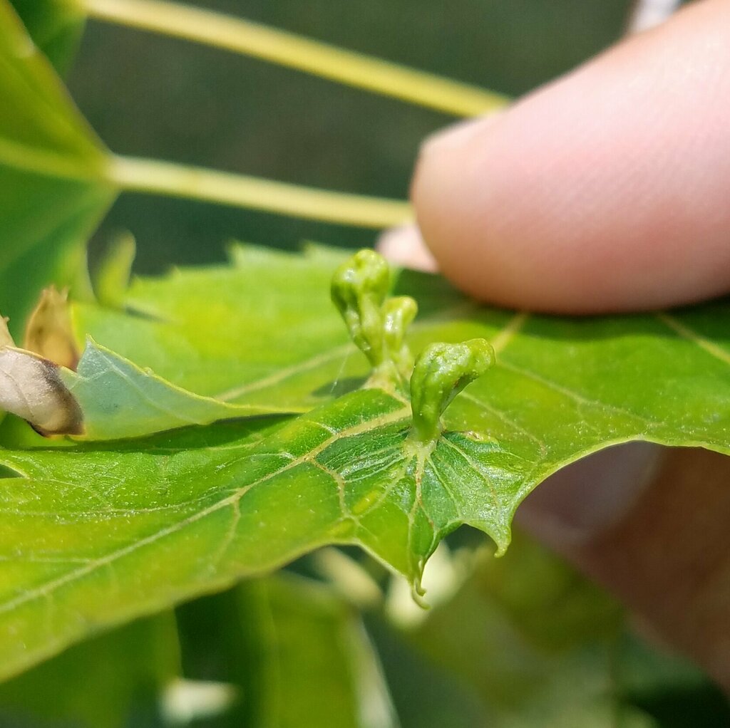 Maple Bladdergall Mite from Patterson Park, Baltimore, MD, USA on June ...